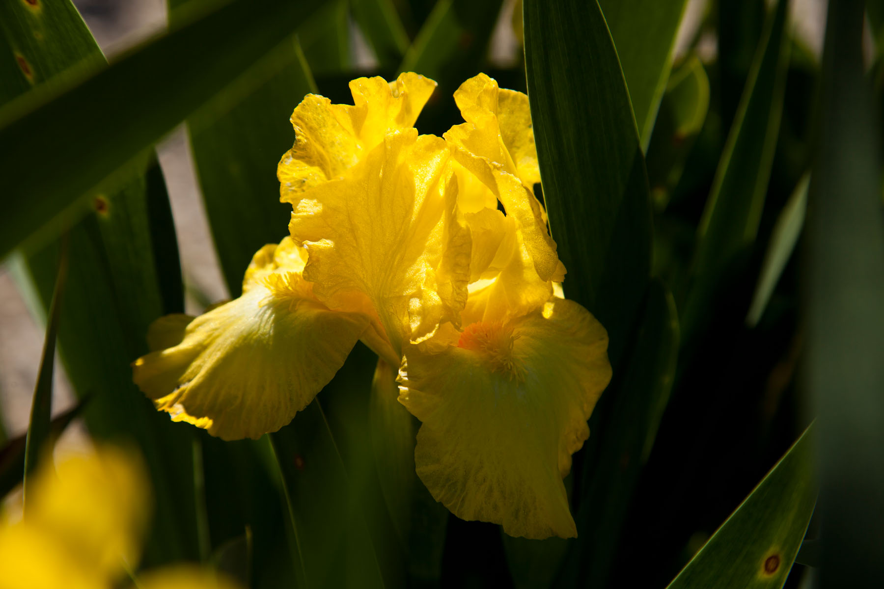 Perennials, Trees & Shrubs - Homestead Garden Center - Williamsburg, Va ...